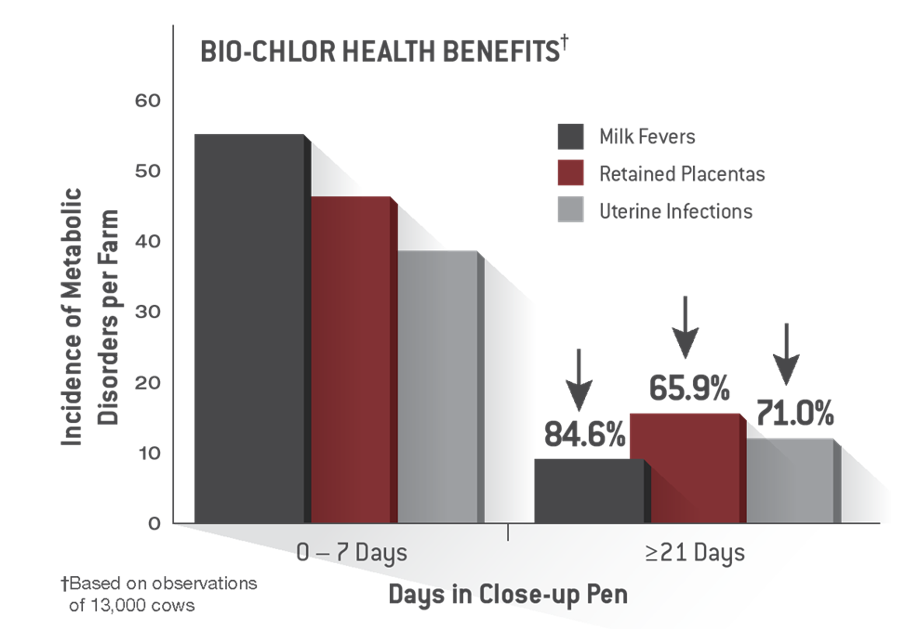 Transition Dairy – feeding the transition cow to achieve success ...